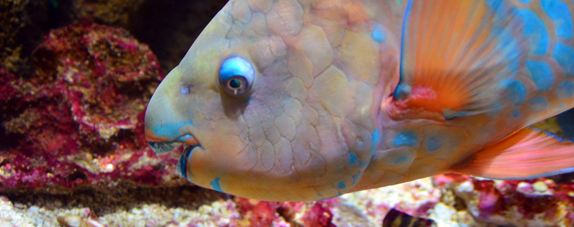 Webinar "Herbivorous Fish to improve Coral Reef Health: Science and ...