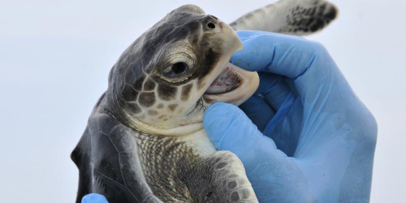 Protecting Sea Turtles in the Gulf of Mexico | Interamerican ...