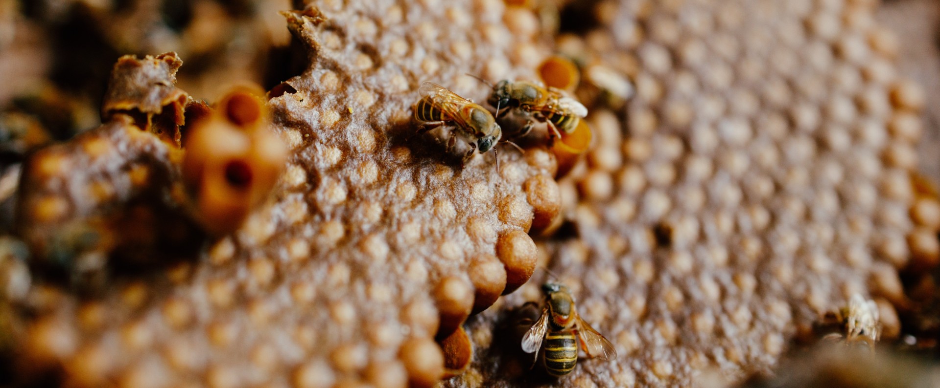 Native bees and indigenous peoples: an ancestral bond | Interamerican ...