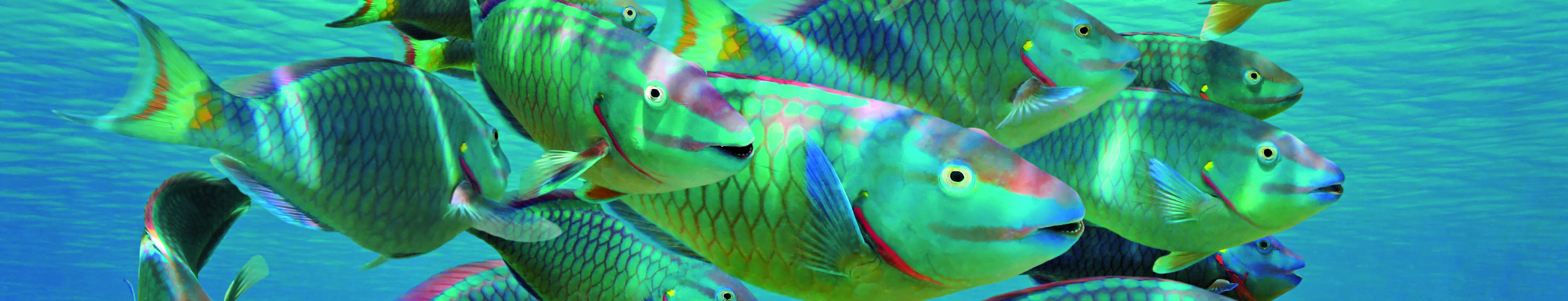 Fact Sheet: SPAW Protocol (Specially Protected Areas and Wildlife ...