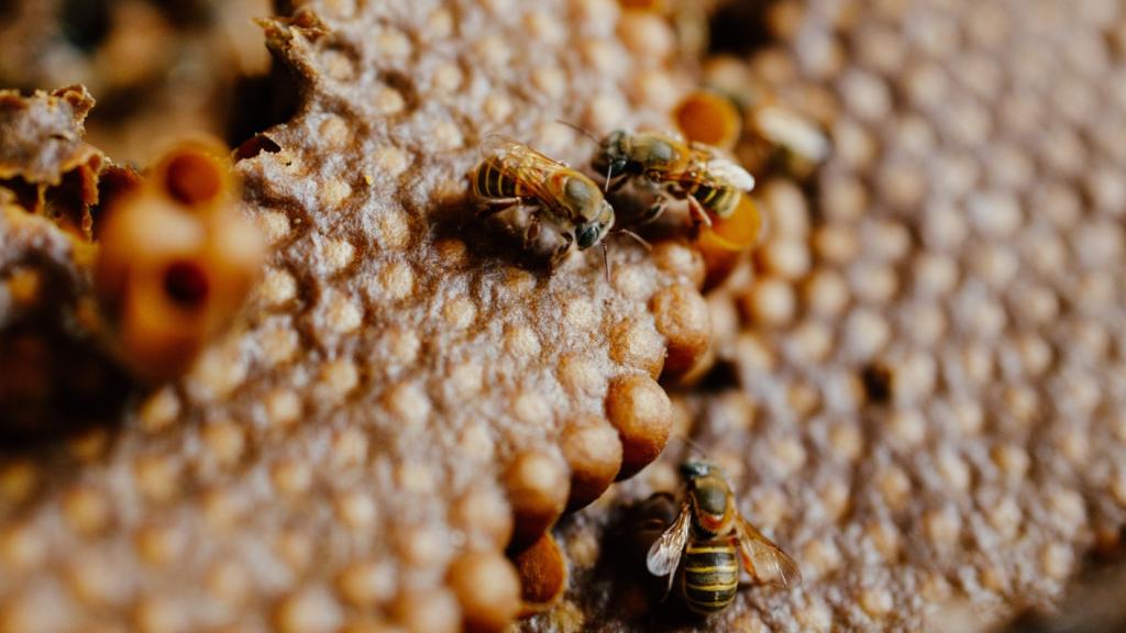 Native bees and indigenous peoples: an ancestral bond | Interamerican ...