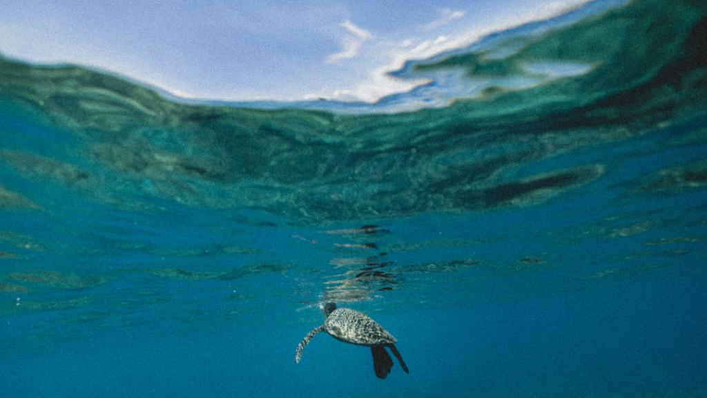 Want to solve the climate crisis? Let's bet on the ocean ...