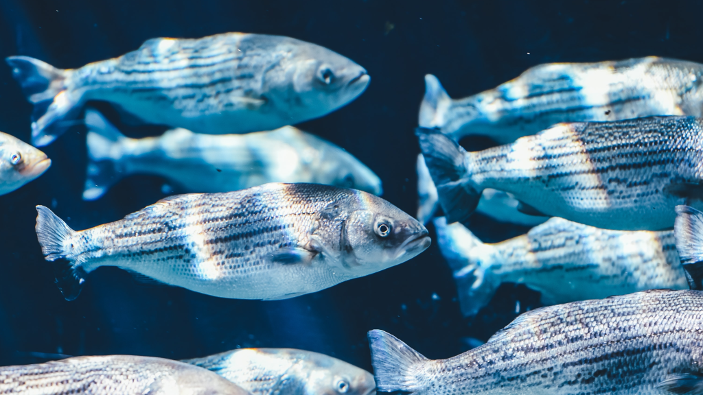 AIDA celebrates WTO agreement to curb harmful fisheries subsidies ...