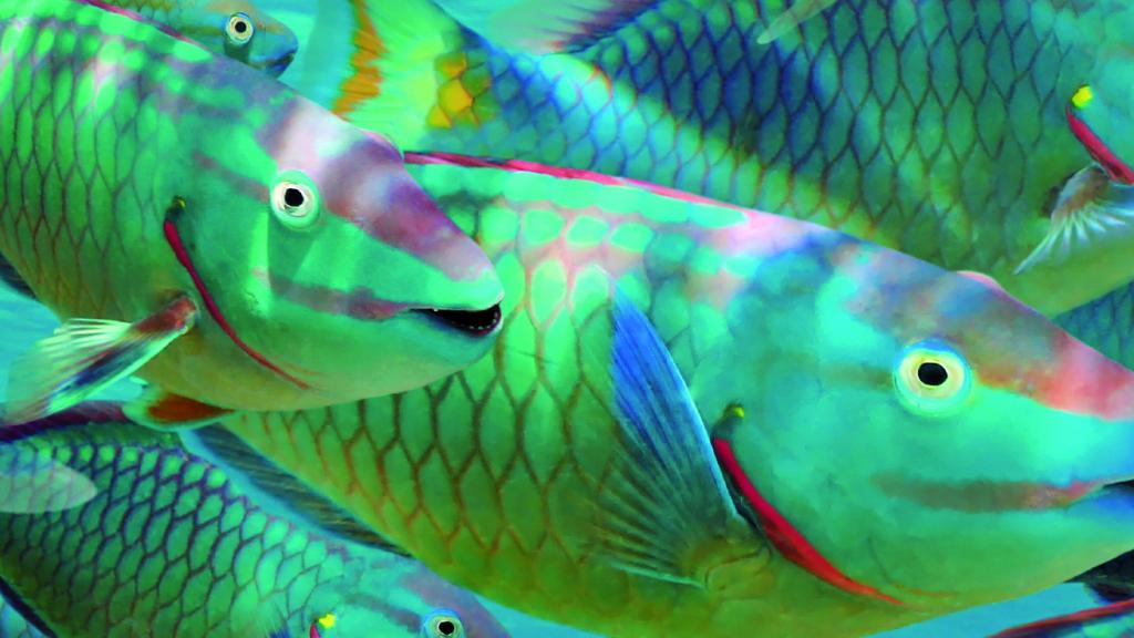 Hoja Informativa: Protocolo SPAW | Interamerican Association for ...