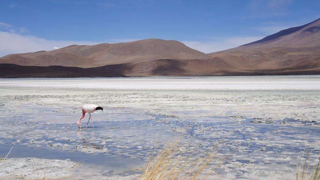 Transition minerals: value chains and cirularity from a Latin American ...