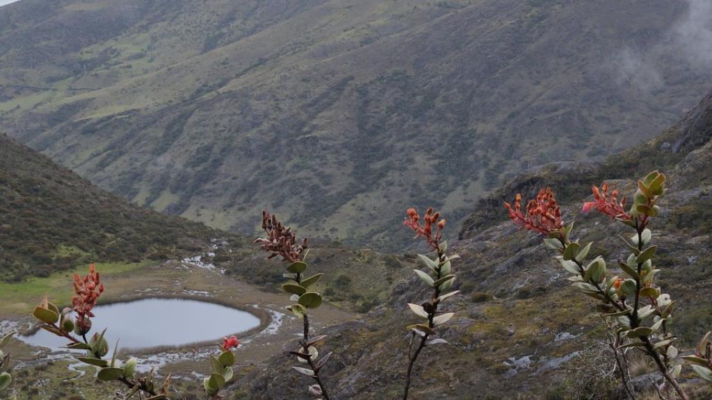 Declaration for the protection of the páramos and montane forests of ...
